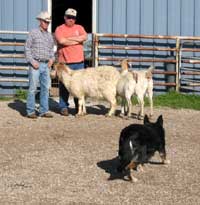 Stockdog training - cattle, Clay Mahaney, Tahlequah, OK and Rick Cole ...