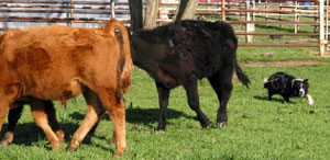 Stockdog training - cattle, Clay Mahaney, Tahlequah, OK and Rick Cole ...