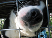 Stockdog training - cattle, Clay Mahaney, Tahlequah, OK and Rick Cole ...