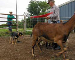Jim Ward, Stillwater Oklahoma, Calf roper ropes goats! Perfect Stockdog ...